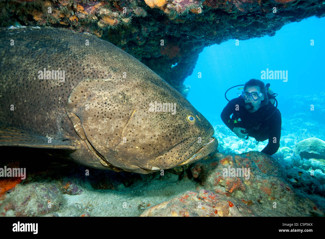 Male Grouper High Resolution Stock Photography and Images - Alamy