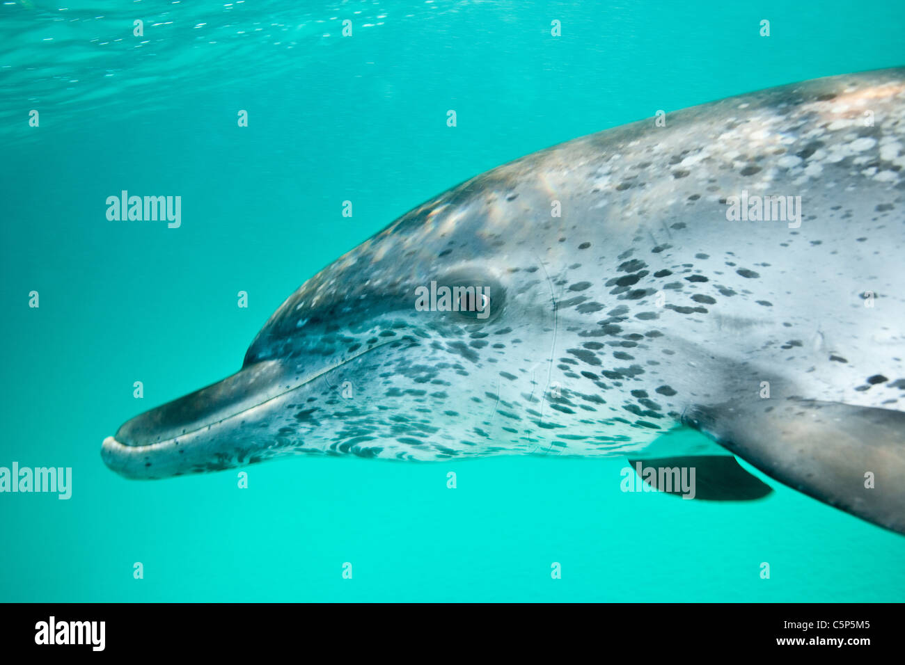 Atlantic Spotted Dolphin Stock Photo - Alamy
