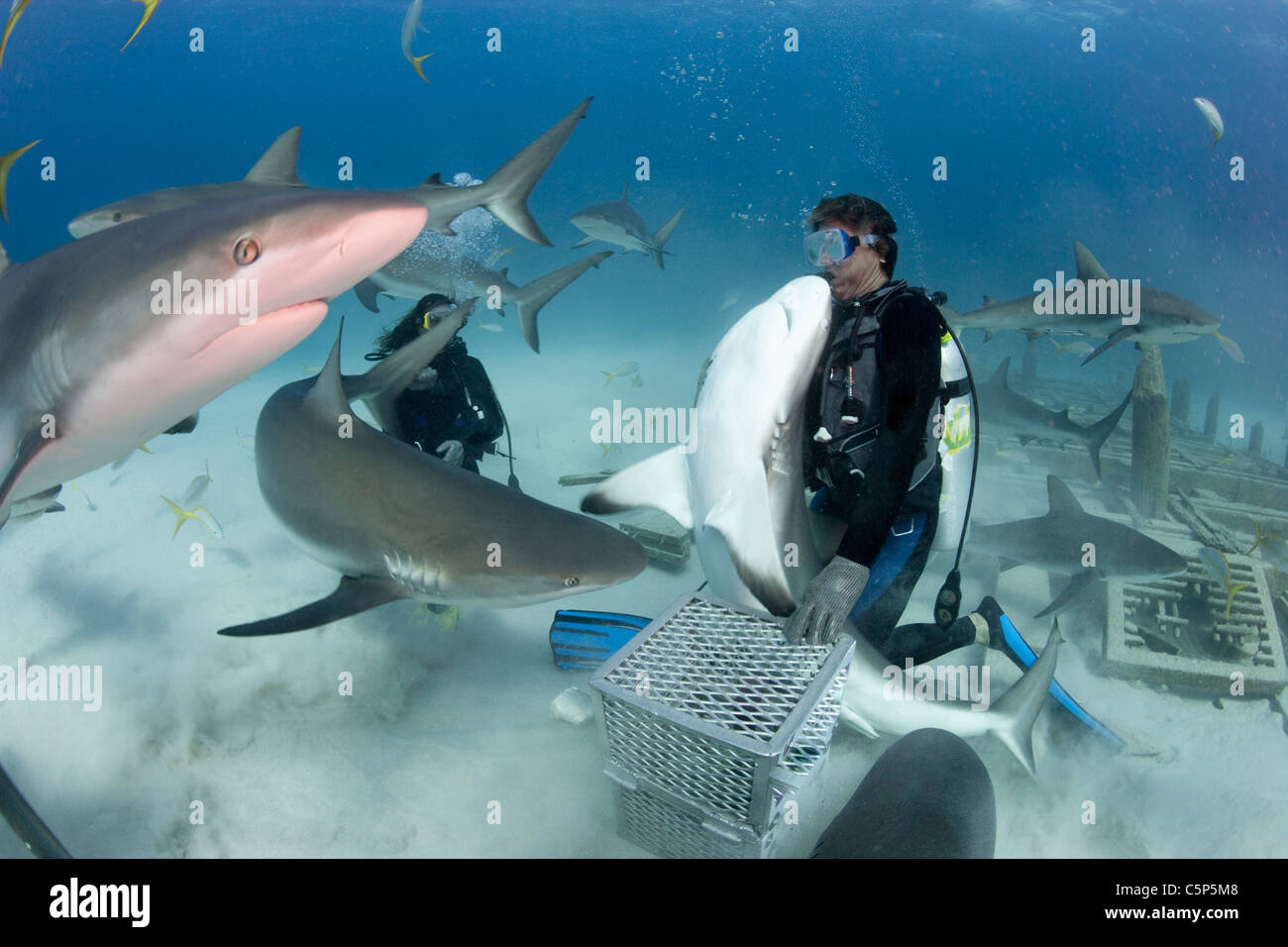 Shark feeding dive Stock Photo - Alamy