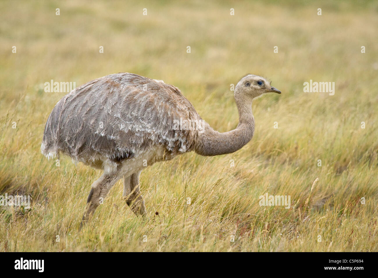 Darwin's Rhea, Pterocnemia pennata, Seno Otway, Chile, South America ...