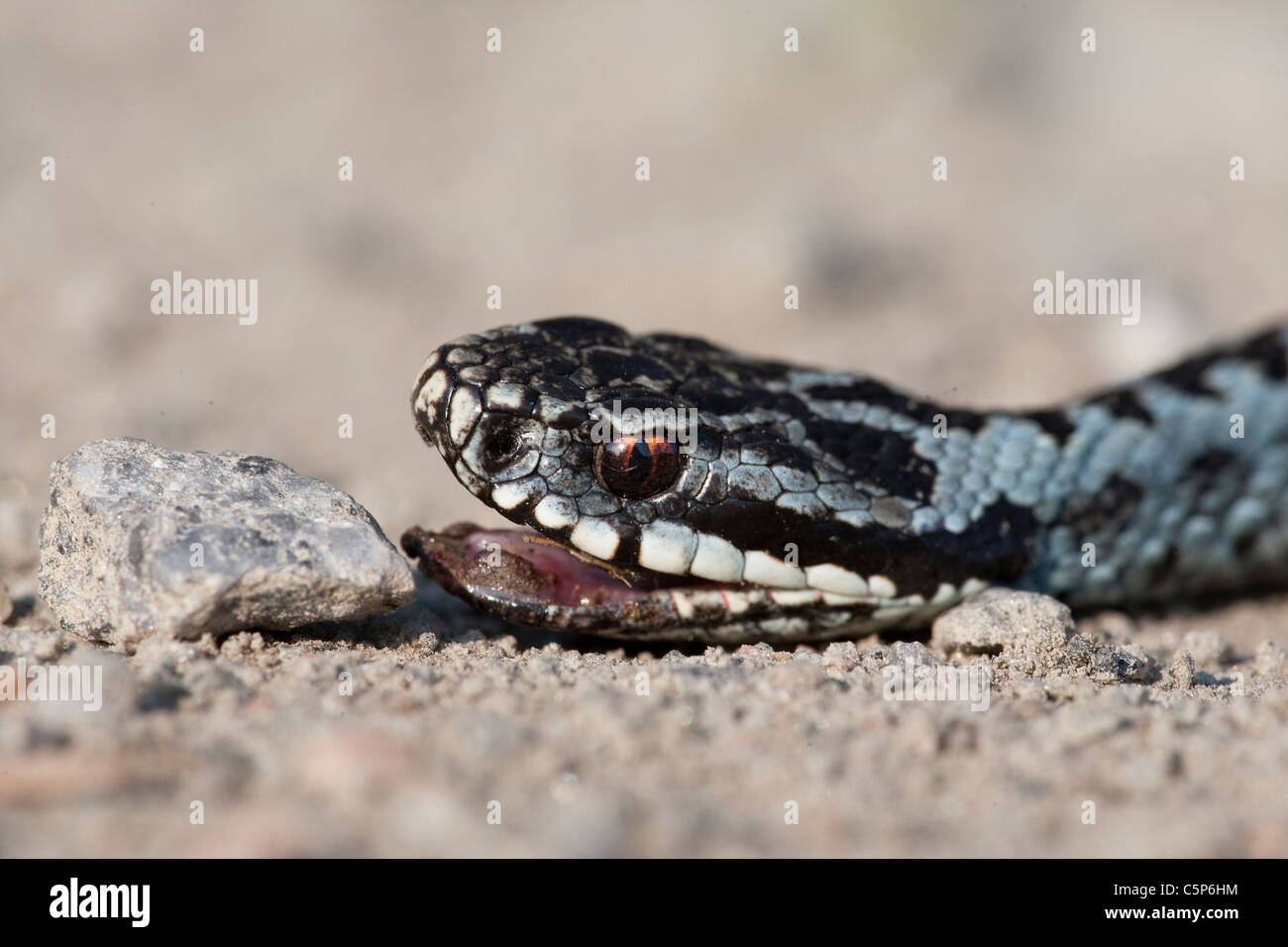 Dead Snake High Resolution Stock Photography and Images - Alamy