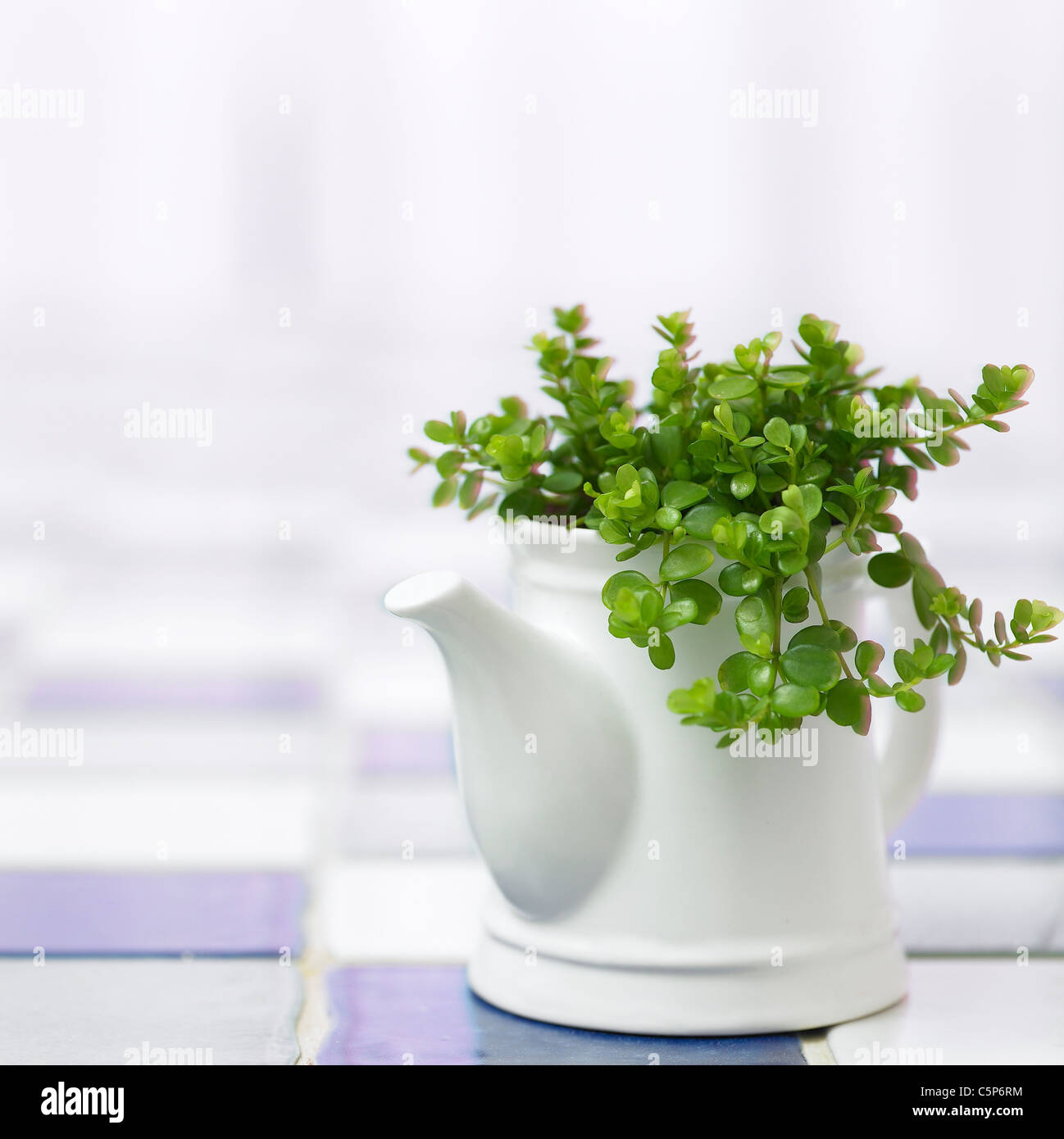 Tile pot hi-res stock photography and images - Alamy