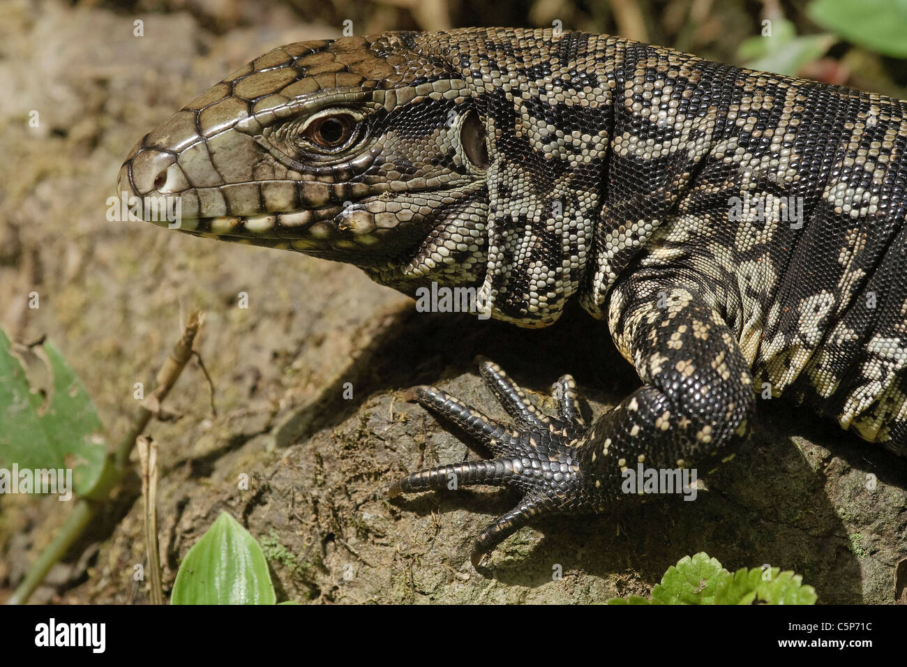 Lizard (Squamata) in Iguazu National Park, Brazil and South America ...