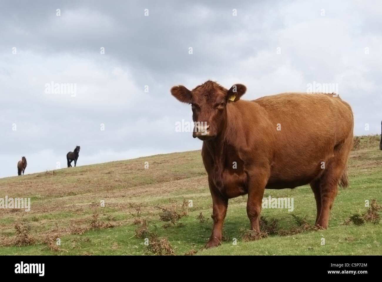 Cow horses hi-res stock photography and images - Alamy