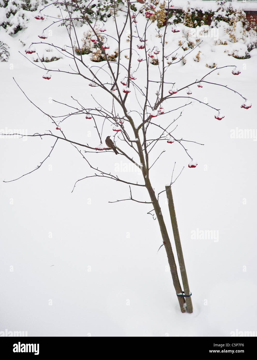 Tree bird hi-res stock photography and images - Alamy