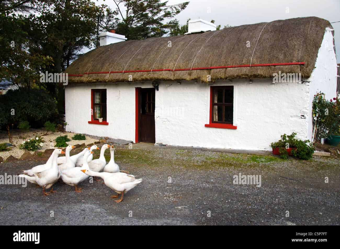Gaggle of geese outside a traditional thatched Irish cottage Stock ...