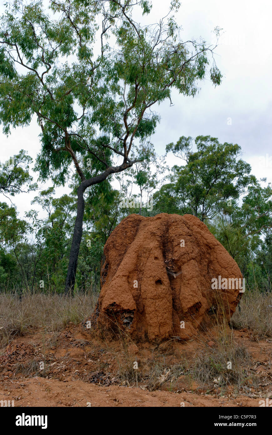 Termite mound - Queensland, Australia Stock Photo - Alamy