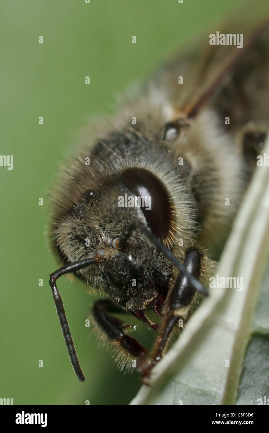 A honey bee (Apis mellifera) dries off after escaping from a large ...