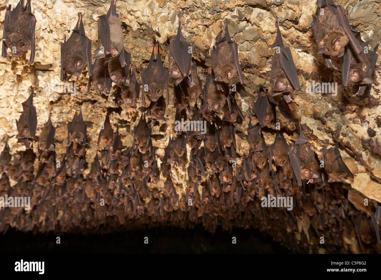 Horseshoe bats, Rhinolophus hipposideros roosting in the Bat Cave near ...