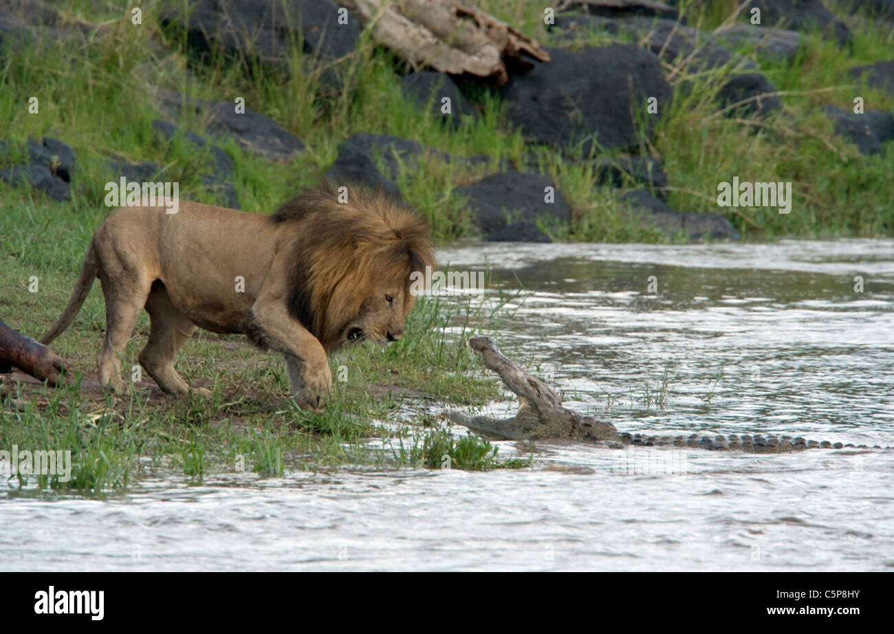 AFRICAN CATS 2011 Walt Disney Studios wildlife film Stock Photo - Alamy