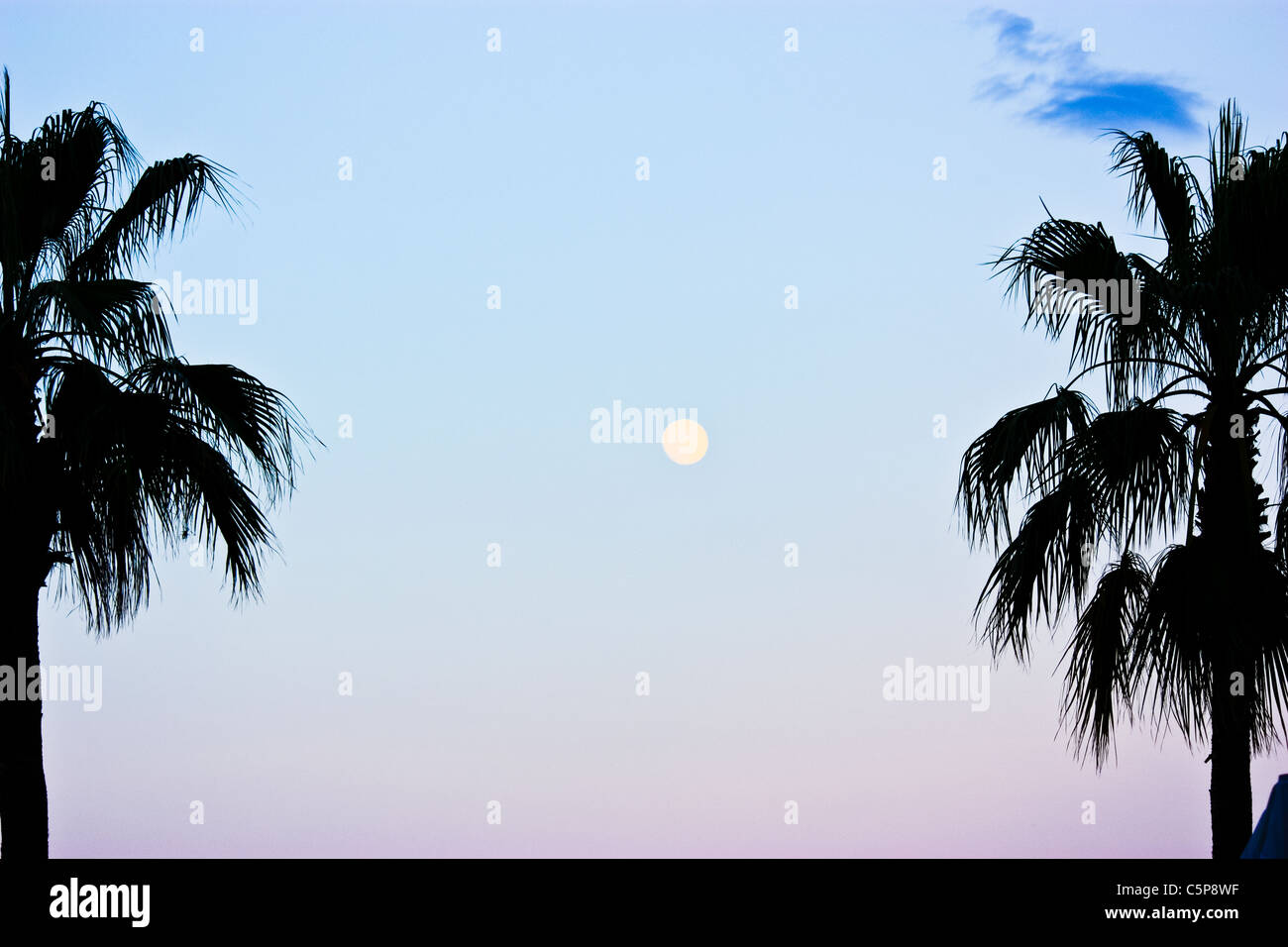Moon and palm trees hi-res stock photography and images - Alamy