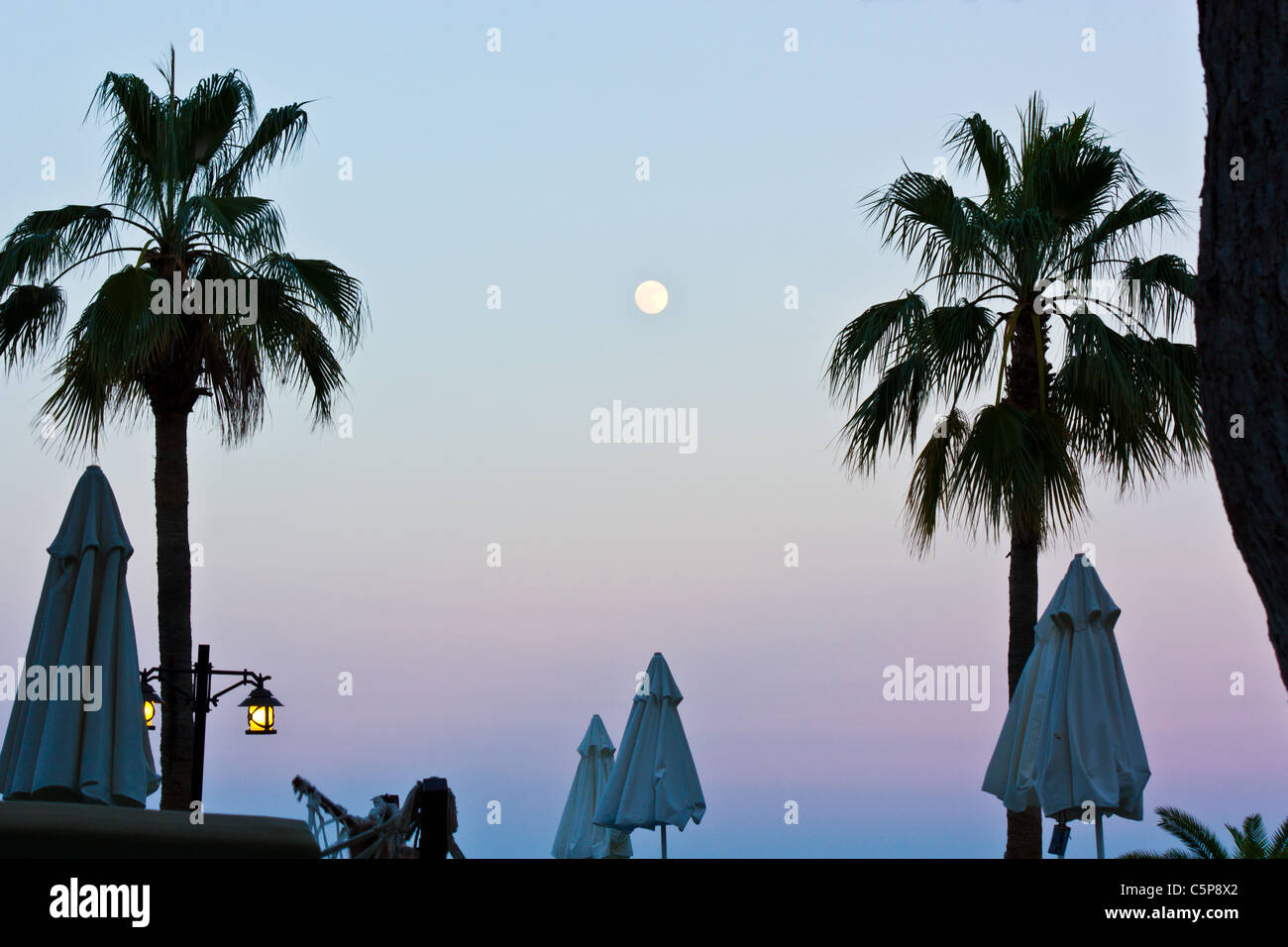 Moon and palm trees hi-res stock photography and images - Alamy