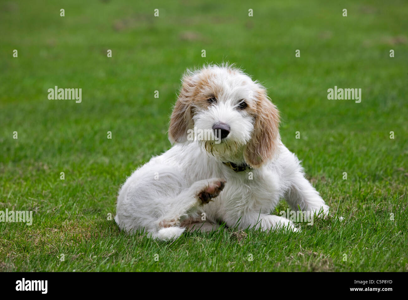 White Basset griffon vendéen (Canis lupus familiaris) dog sitting in ...