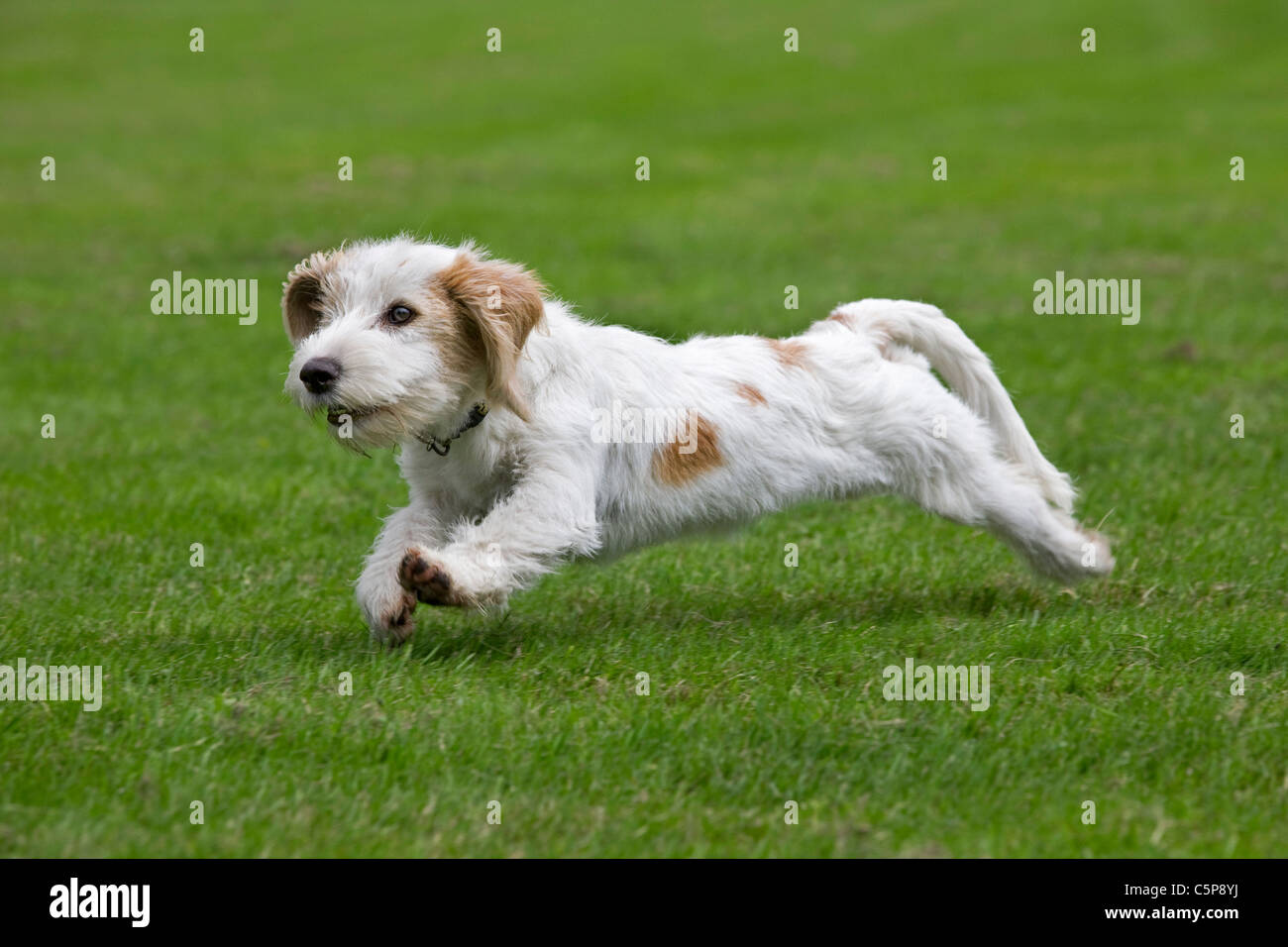White Basset griffon vendéen (Canis lupus familiaris) dog running in ...
