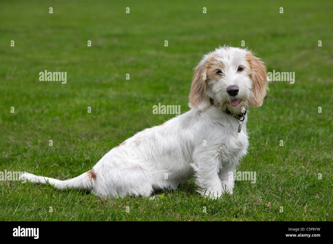 White Basset griffon vendéen (Canis lupus familiaris) dog sitting in ...