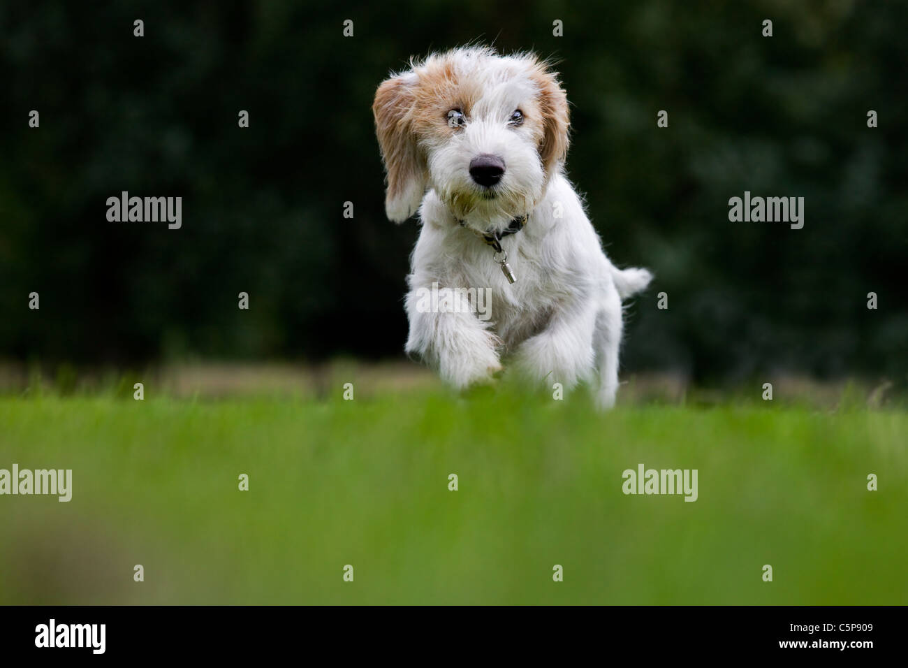 White Basset griffon vendéen (Canis lupus familiaris) dog running in ...