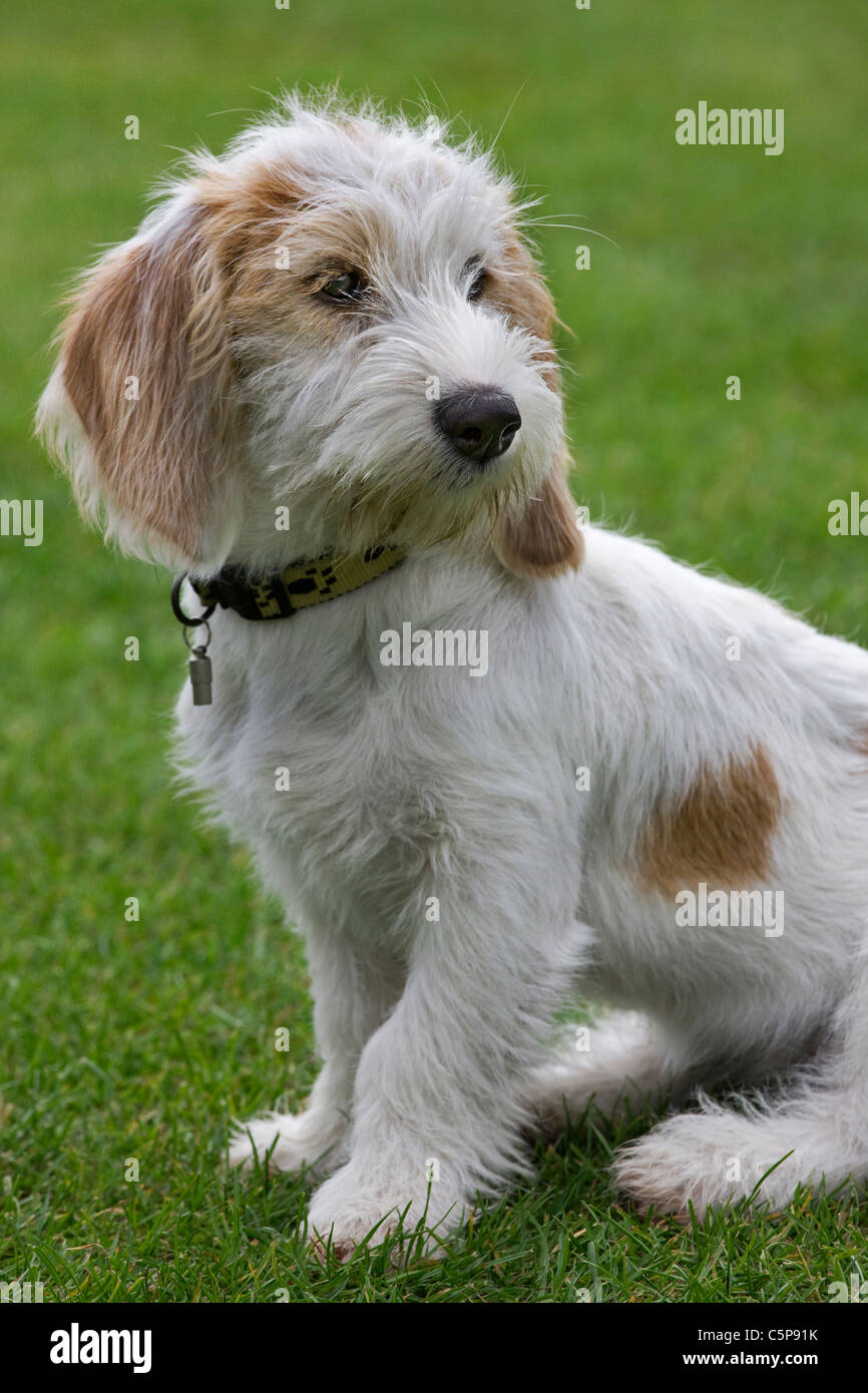 White Basset griffon vendéen (Canis lupus familiaris) dog sitting in ...