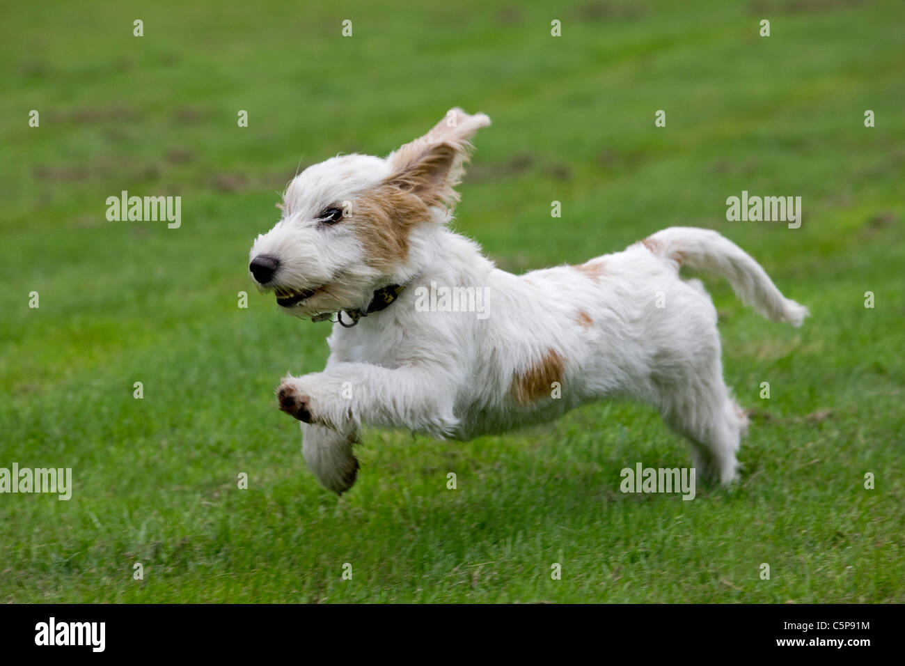 White Basset griffon vendéen (Canis lupus familiaris) dog running in ...