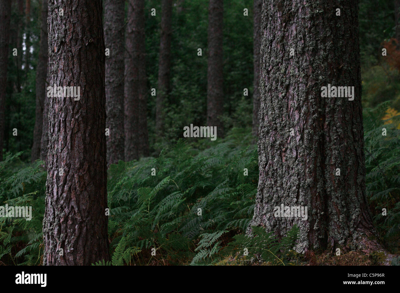 Caledonian Pine Forest, Drumnadrochit, Scotland, UK Stock Photo - Alamy