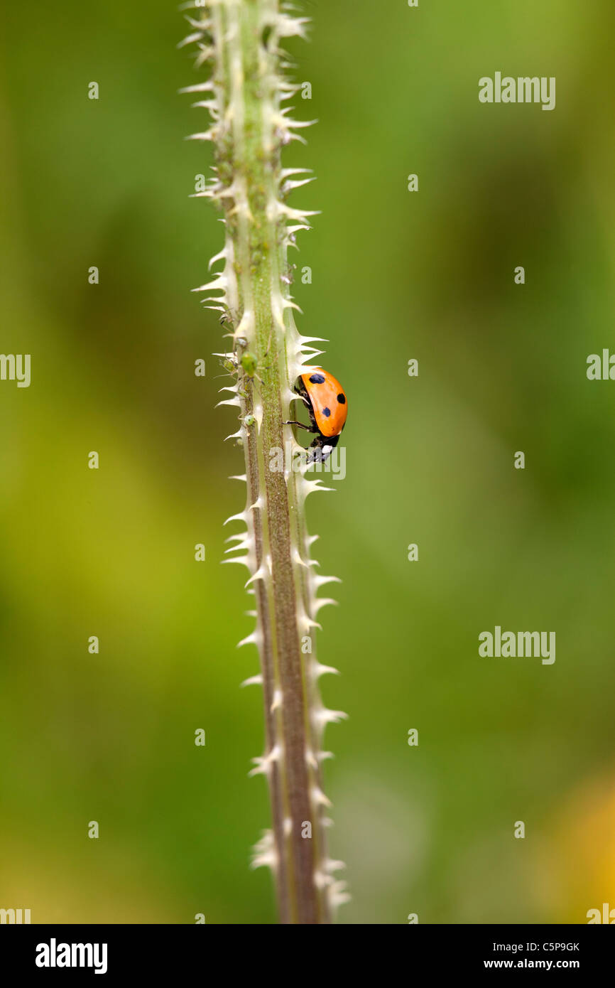 Coccinella 7 punctata hi-res stock photography and images - Alamy