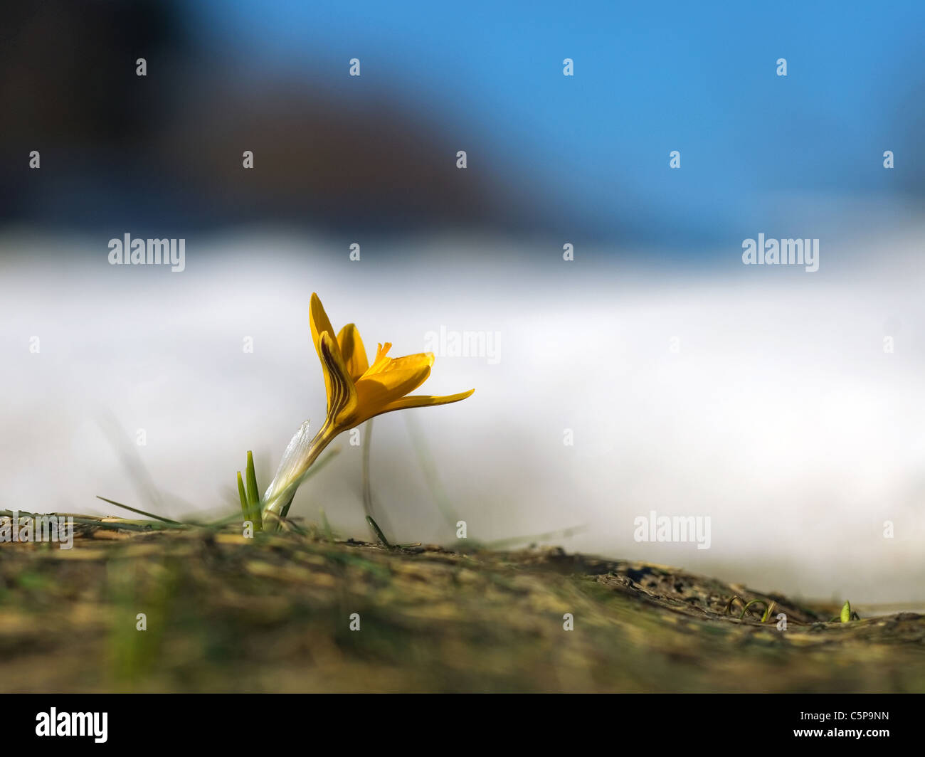 Yellow crocus against snow and the sky Stock Photo - Alamy