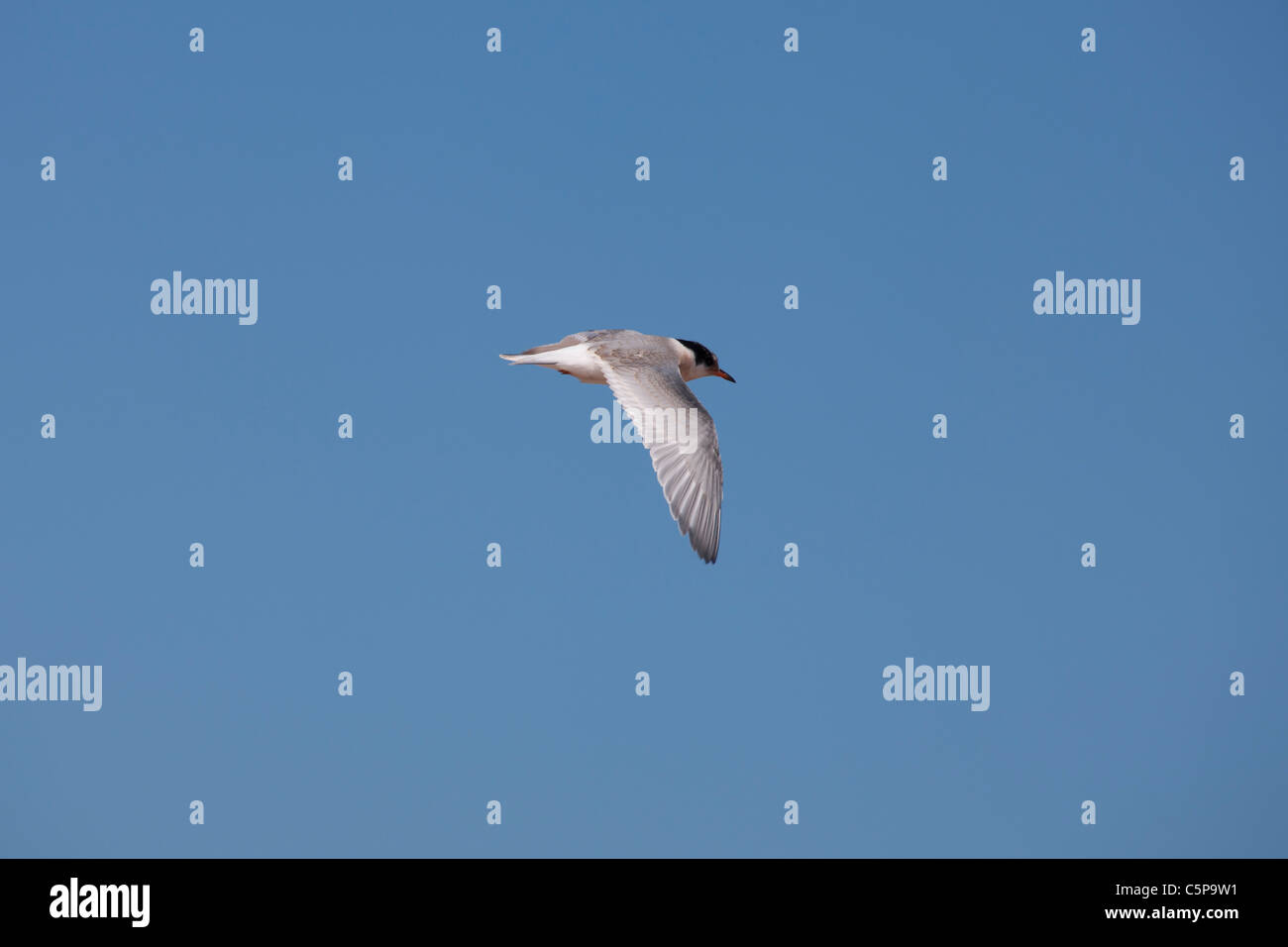 Paradiseae hi-res stock photography and images - Alamy