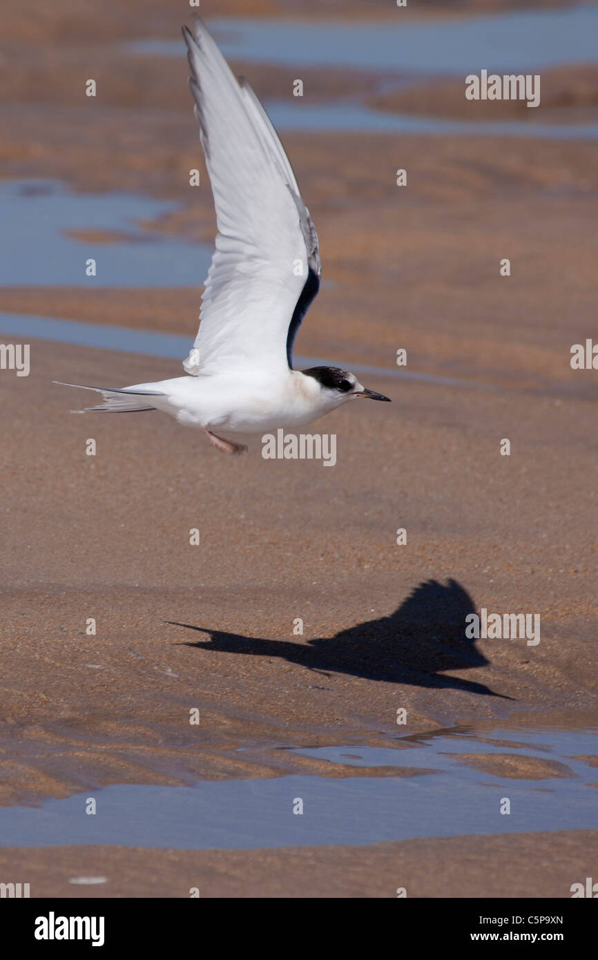 Arctic Tern Sterna paradiseae immature in flight Stock Photo - Alamy