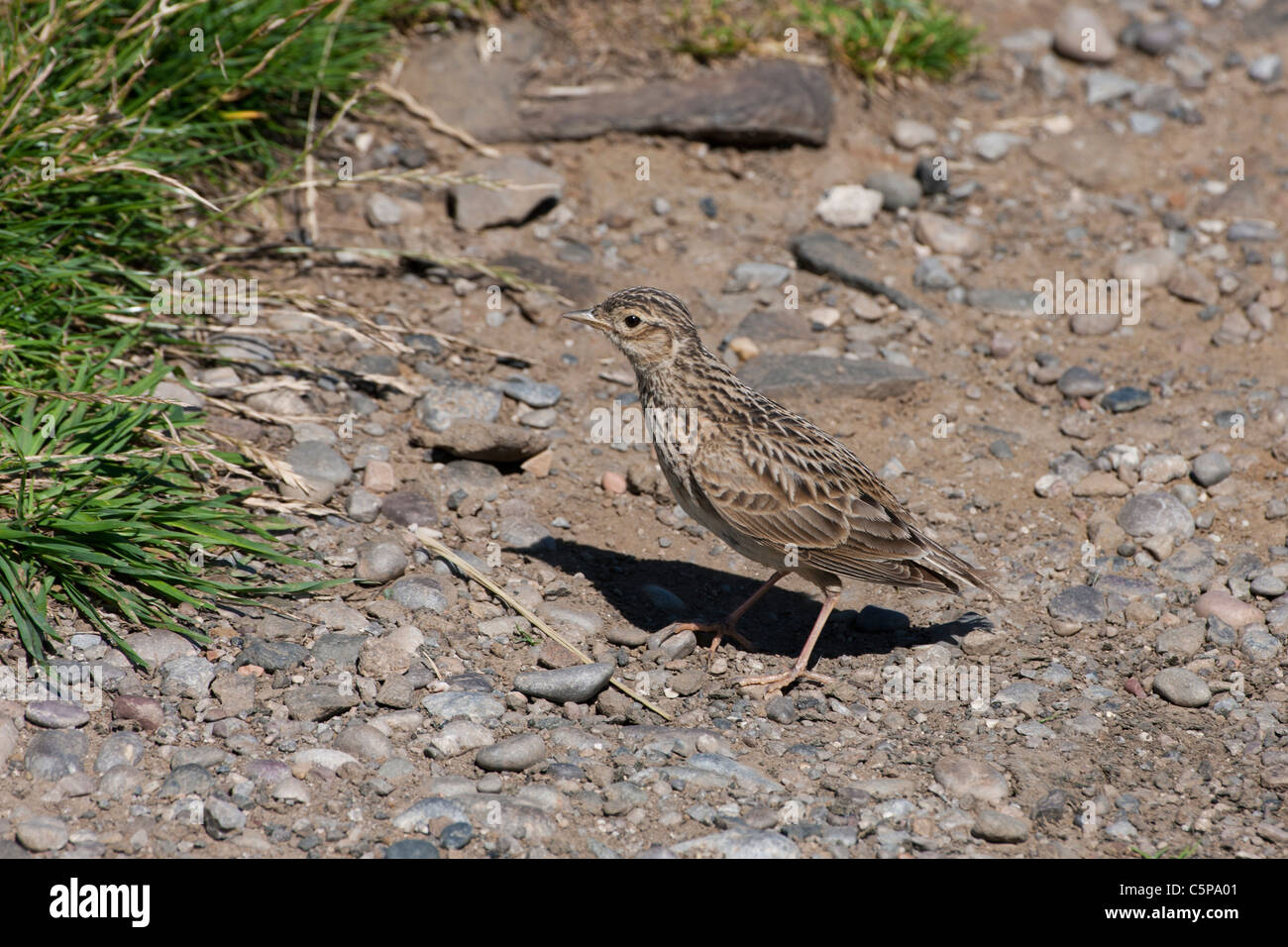 Common Skylark Alauda arvensis perched on the ground Stock Photo - Alamy