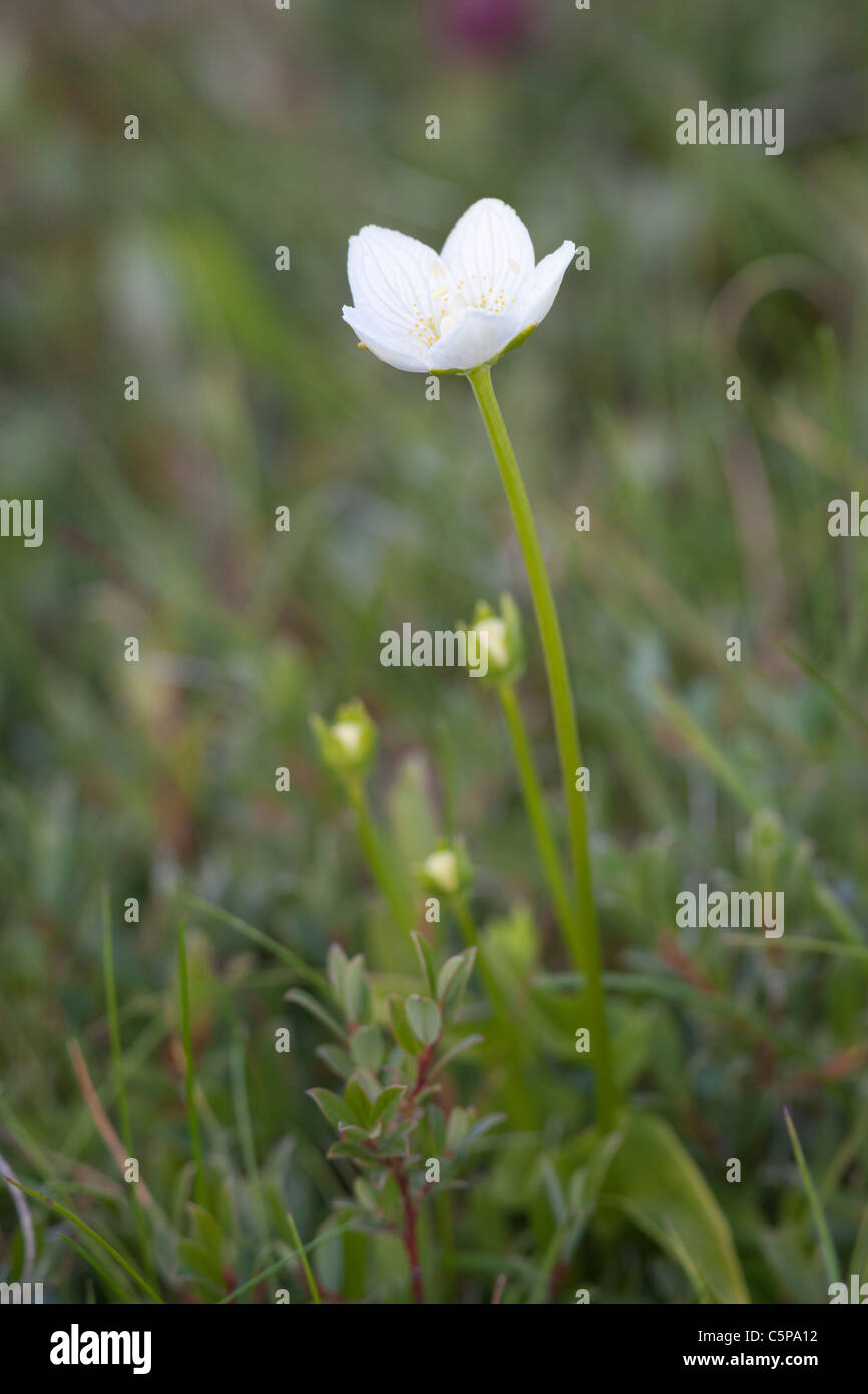 Grass of Parnassus Parnassia palustris plant in flower Stock Photo - Alamy
