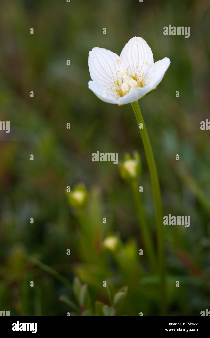 Parnassia palustris hi-res stock photography and images - Alamy