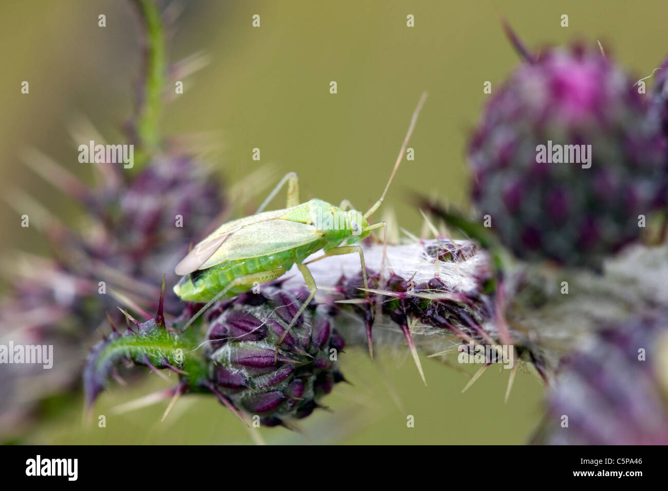 Common Green Capsid; Lygocoris pabulinus; Cornwall; UK Stock Photo - Alamy