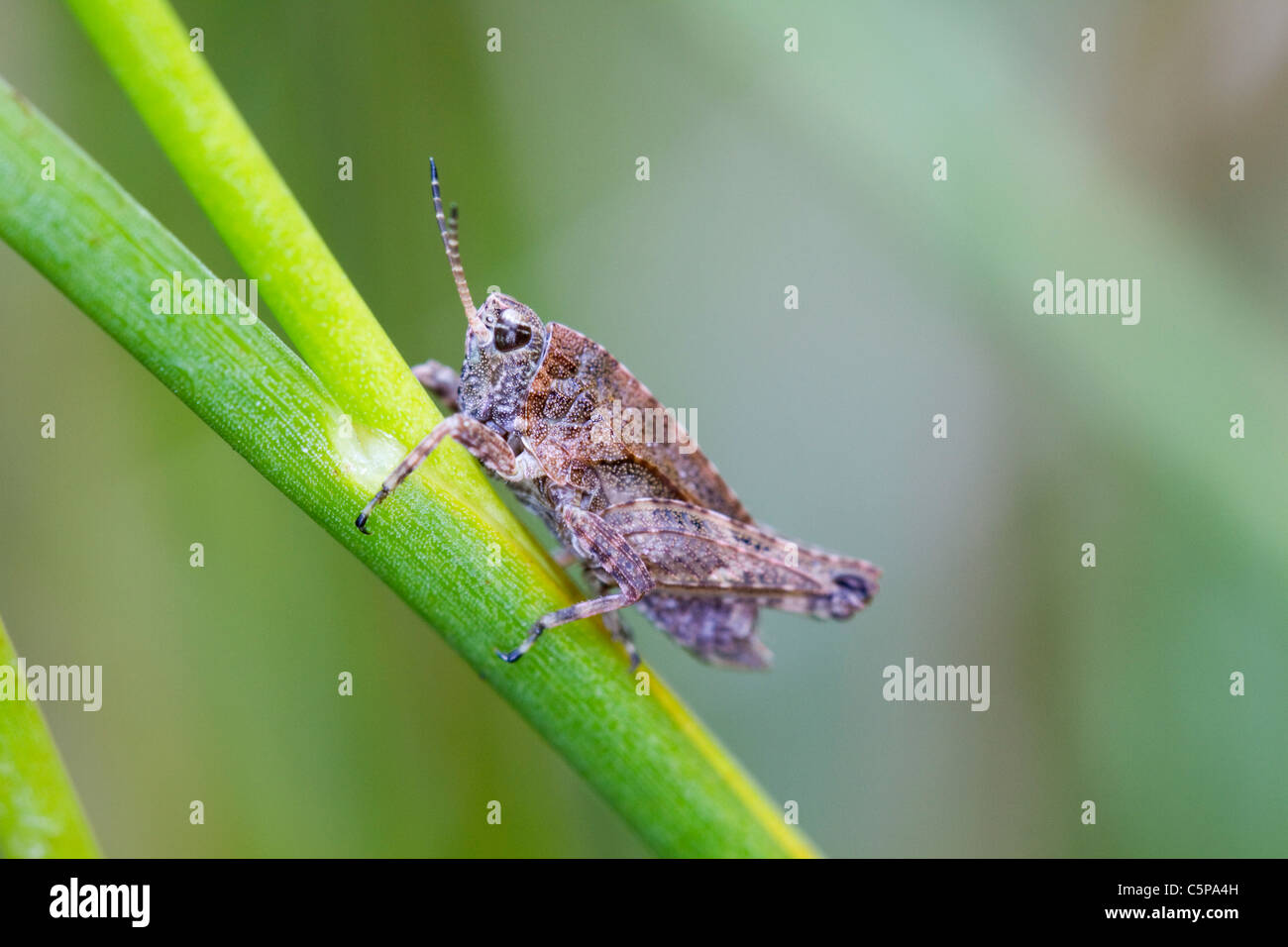 Groundhopper hi-res stock photography and images - Alamy
