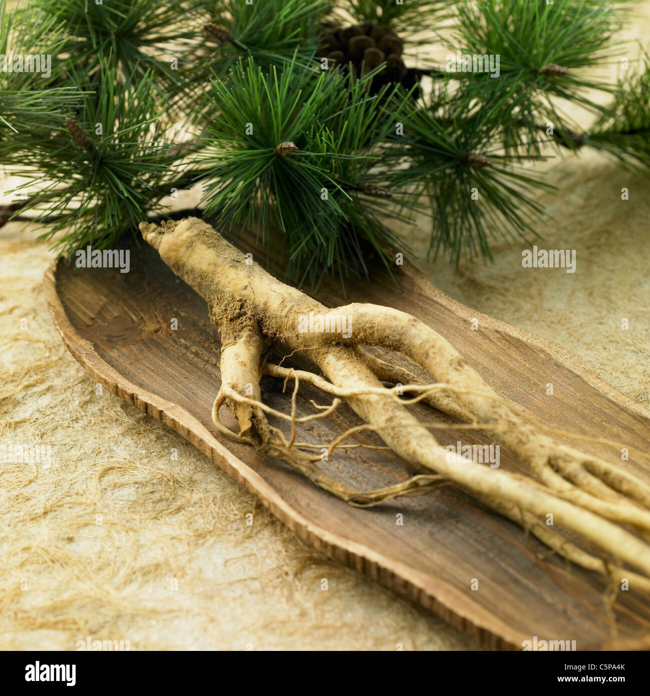 Balloon flower roots Stock Photo - Alamy