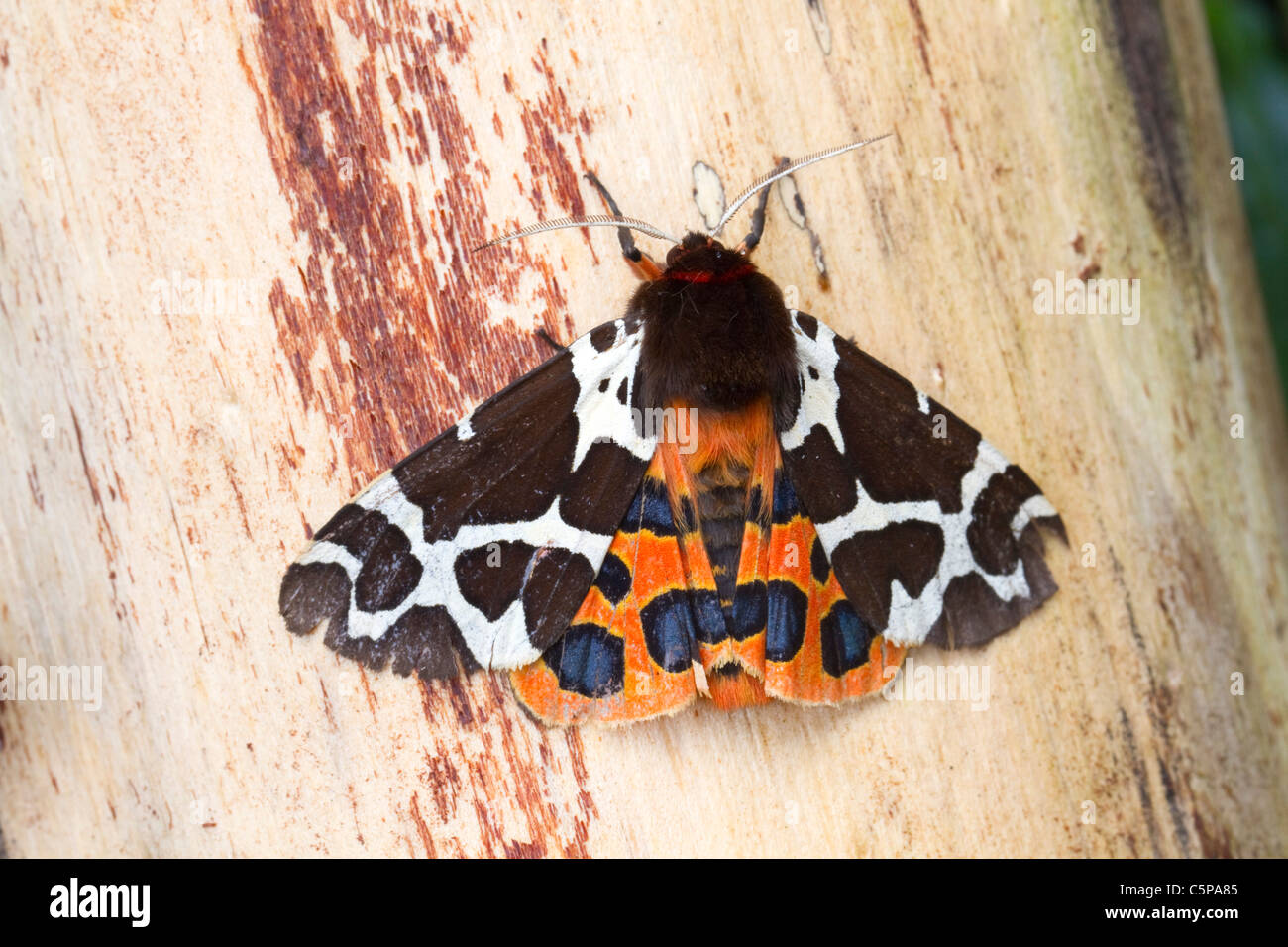 Garden Tiger Moth; Arctica caja; Cornwall Stock Photo - Alamy