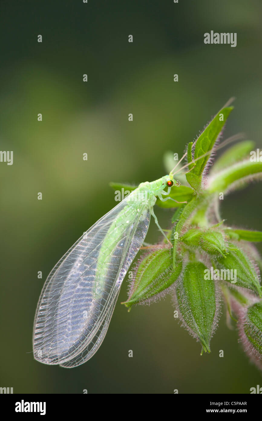 Green Lacewing; Chrysoperla carnea; on plant; Cornwall; UK Stock Photo ...