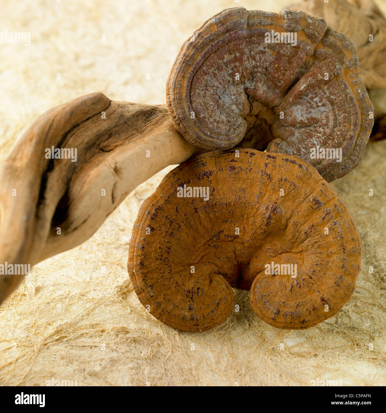 Dried reish mushroom Stock Photo - Alamy