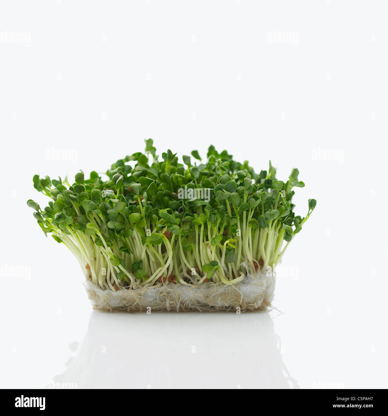 Vegetable sprouts hi-res stock photography and images - Alamy