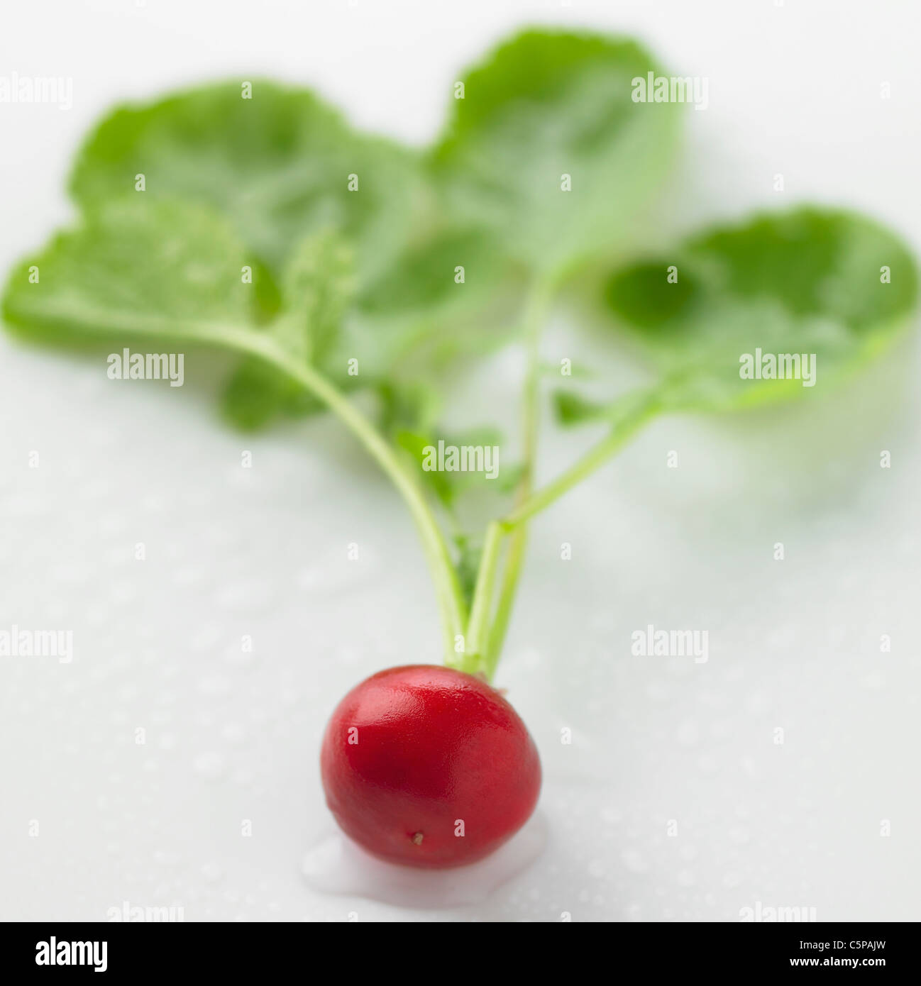 Cut radish leaves hi-res stock photography and images - Alamy
