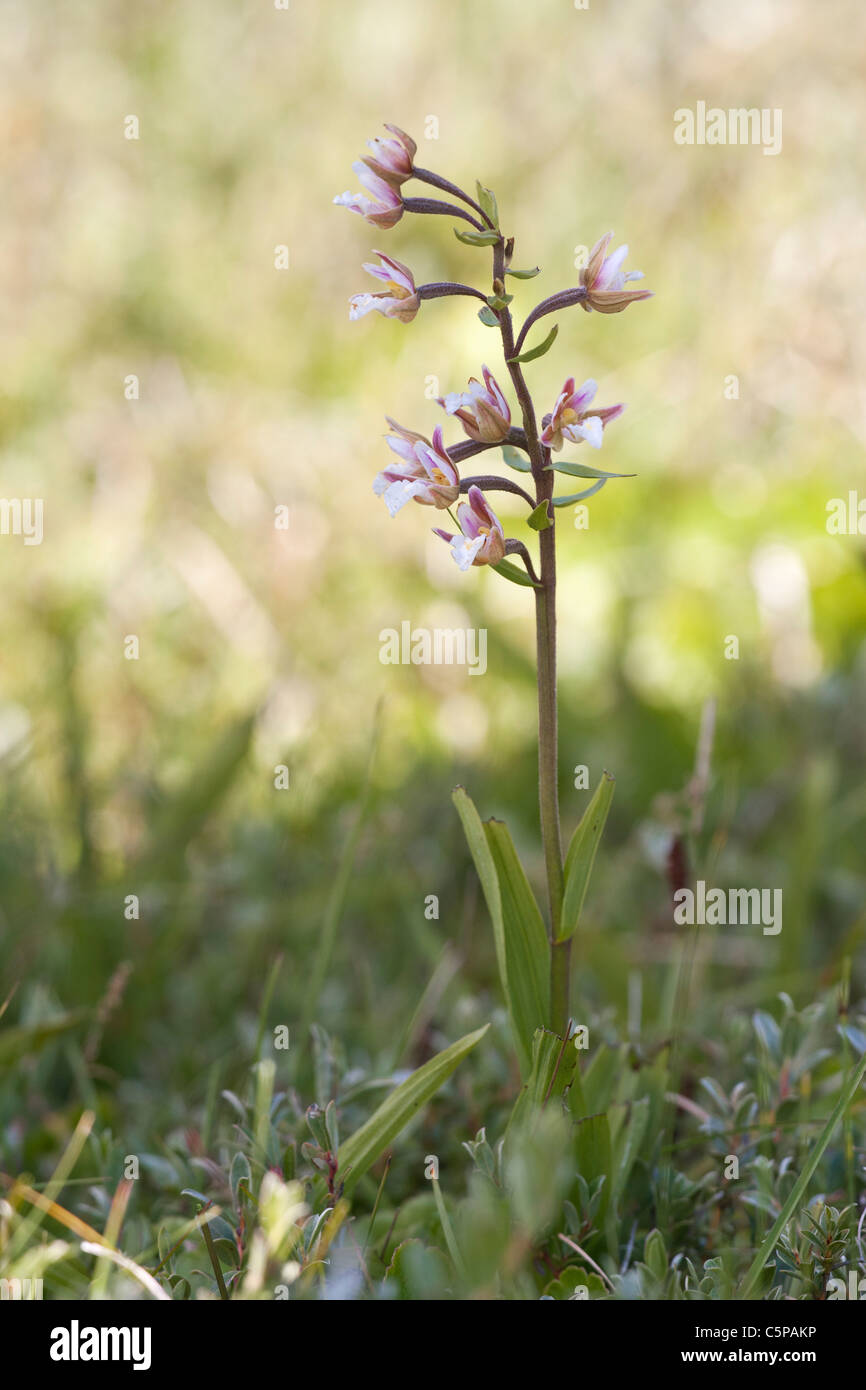 Marsh Helleborine Epipactis palustris orchid in flower on Lindisfarne Stock Photo - Alamy
