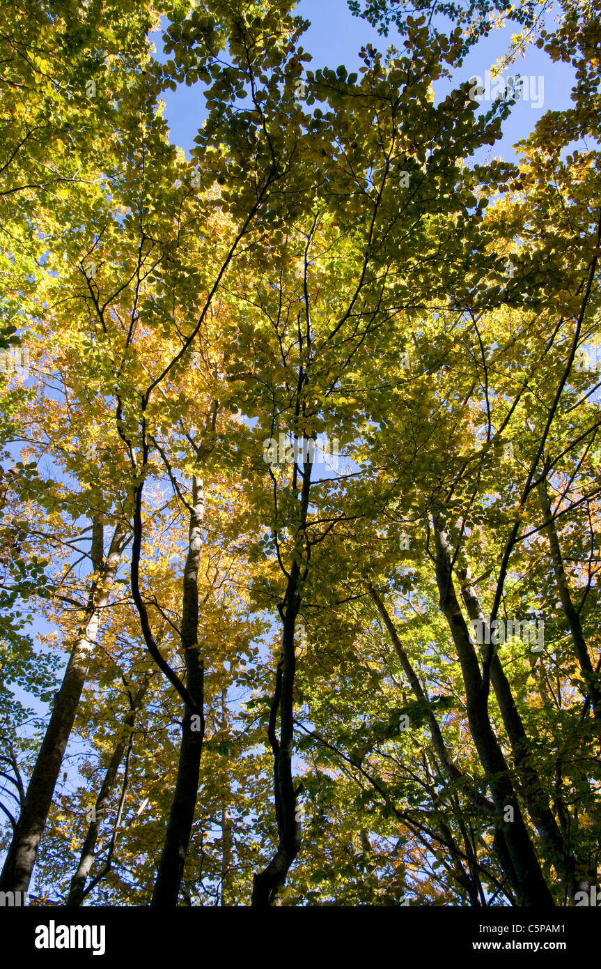 Beech tree forest hi-res stock photography and images - Alamy