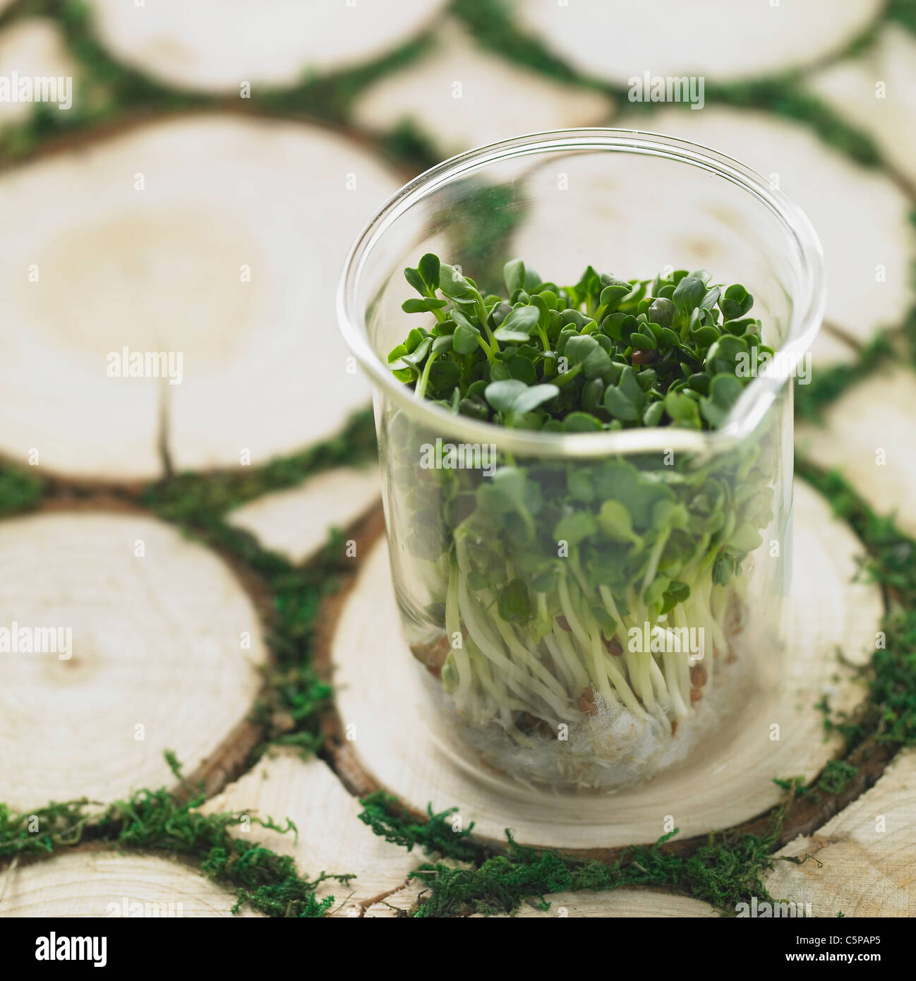 Sprouts in a glass container Stock Photo - Alamy