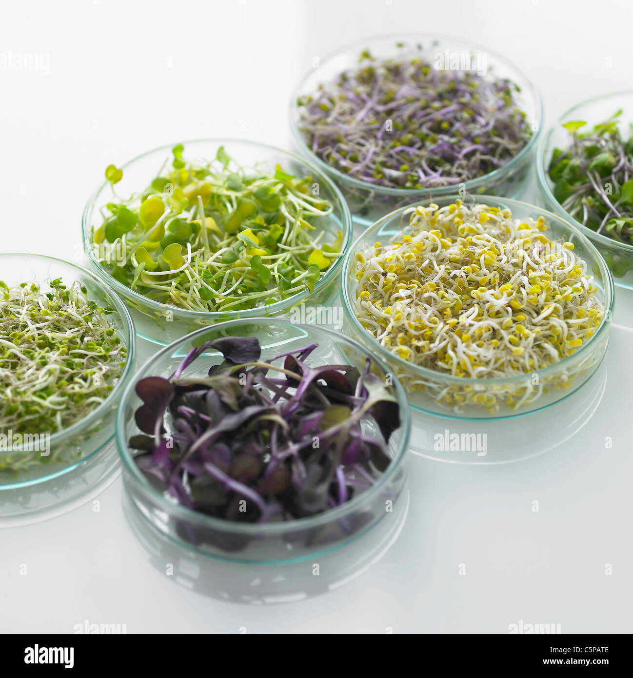 Vegetable plates hi-res stock photography and images - Alamy