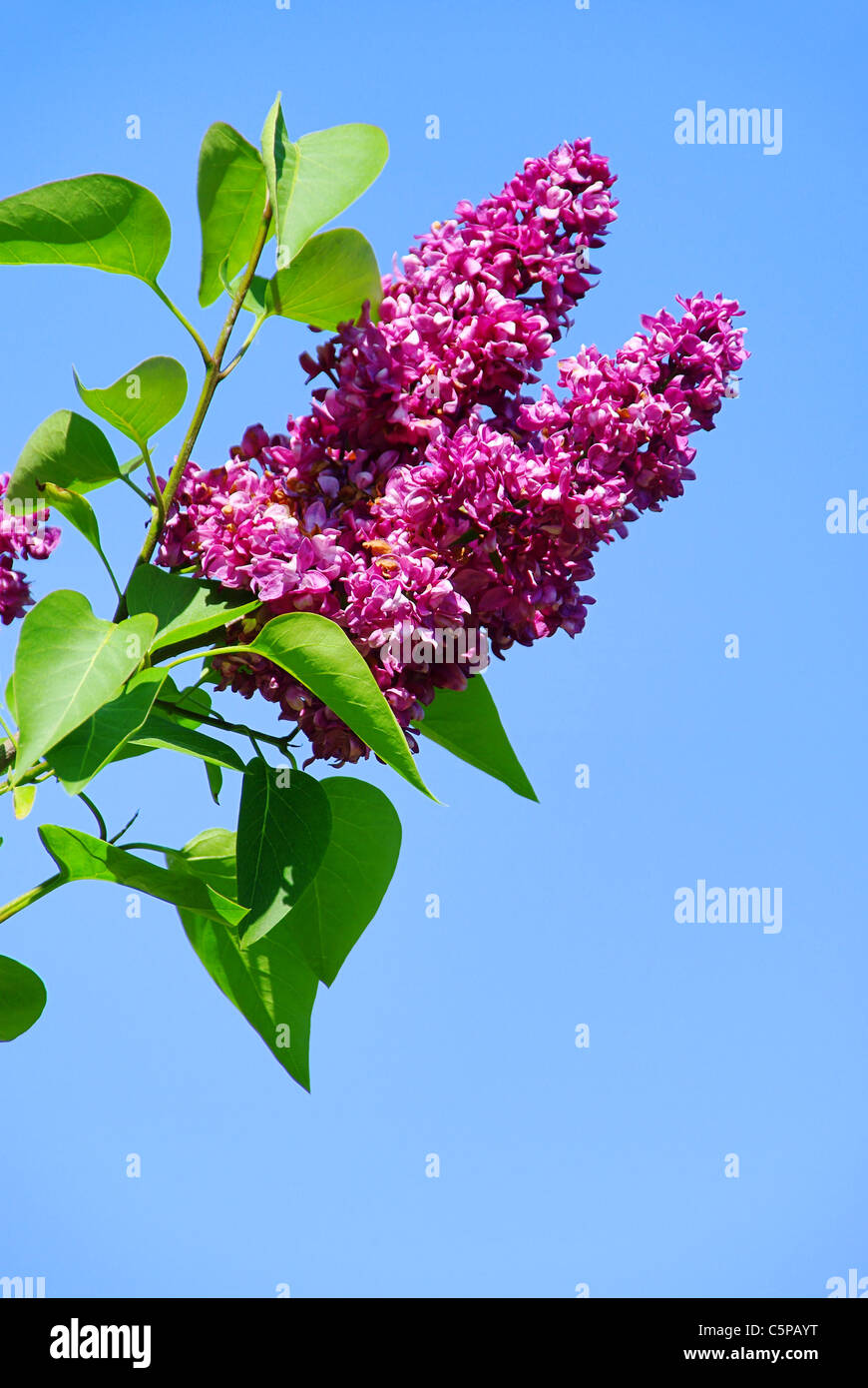 Flieder hi-res stock photography and images - Alamy