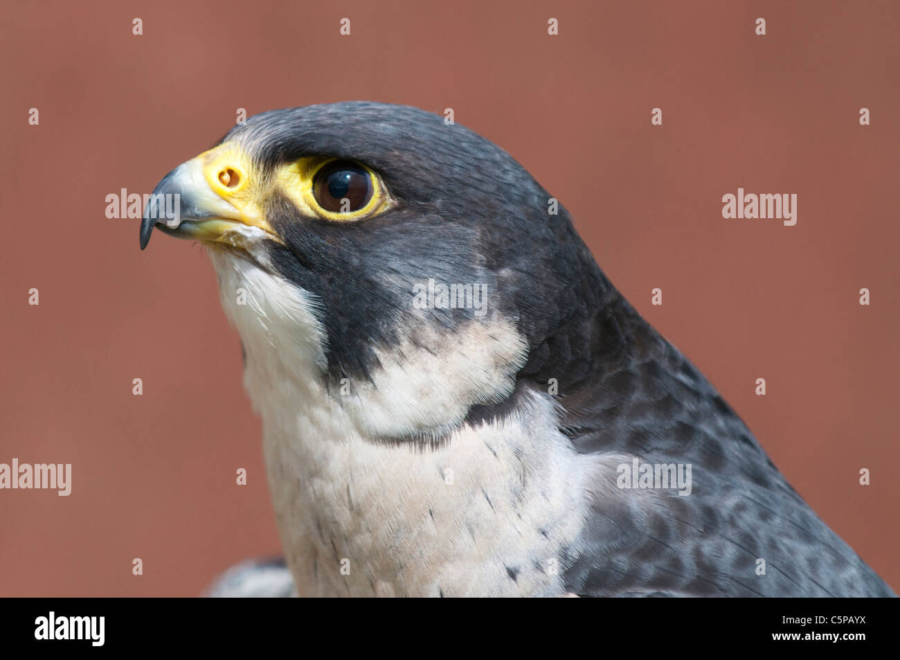 Peregrine falcon (falco peregrinus Stock Photo - Alamy