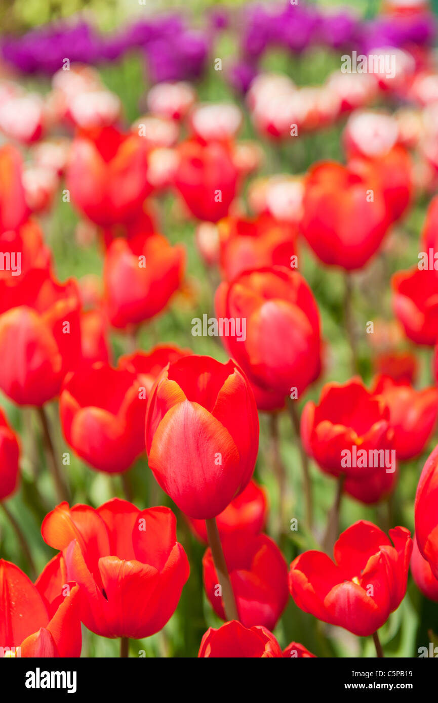 Various colorful tulips in many colors in the fields Stock Photo - Alamy