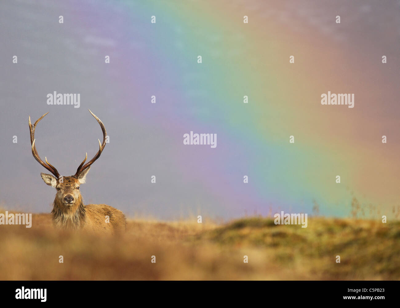 Animal color spectrum hi-res stock photography and images - Alamy
