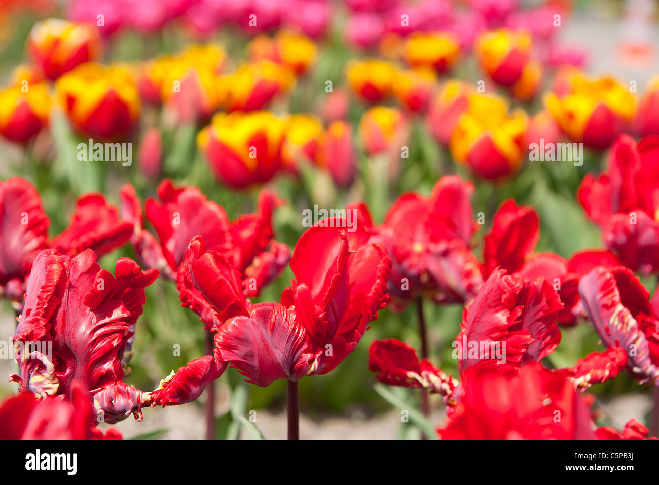 Different fields in spring hi-res stock photography and images - Alamy