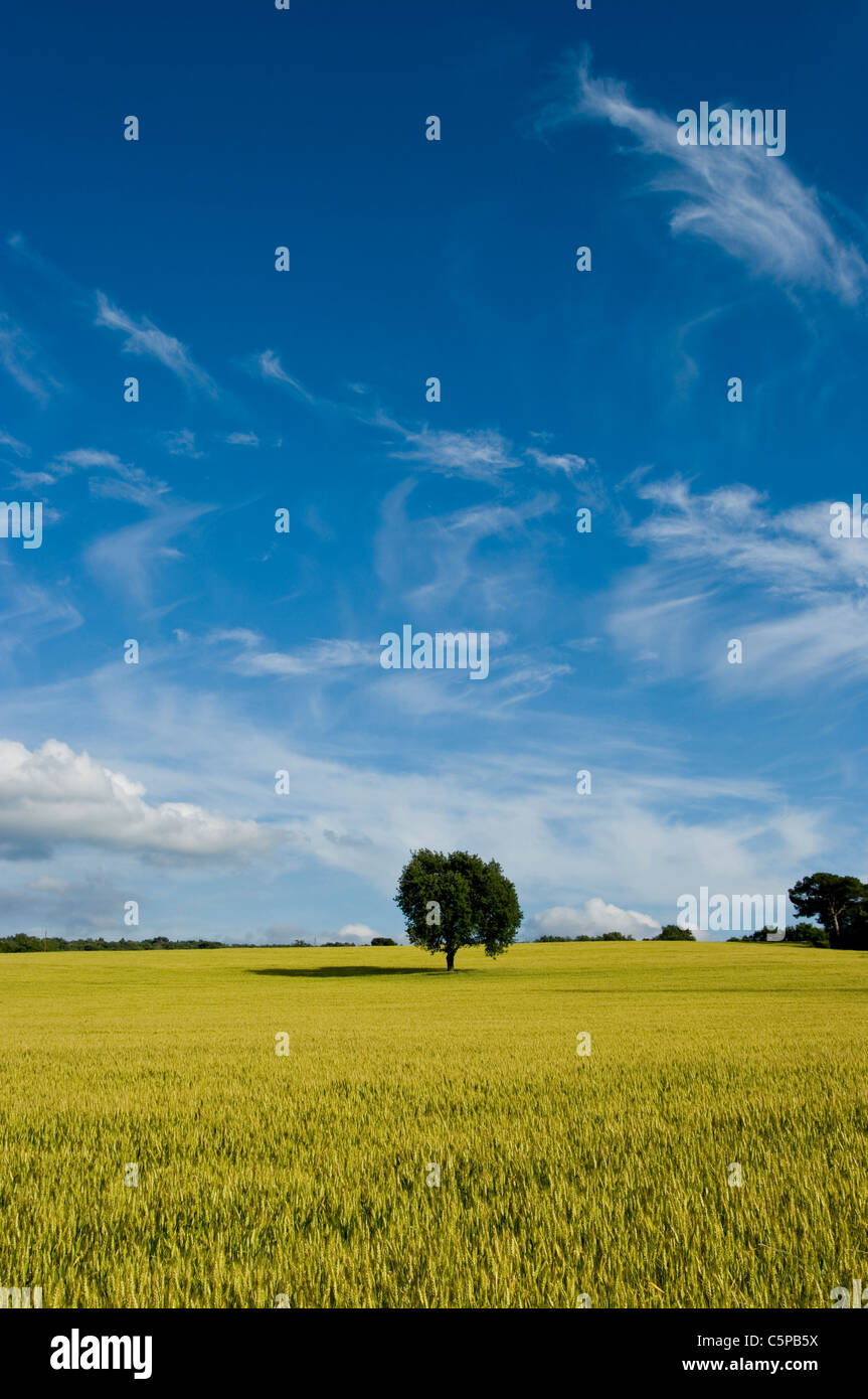Wheat plantation hi-res stock photography and images - Alamy