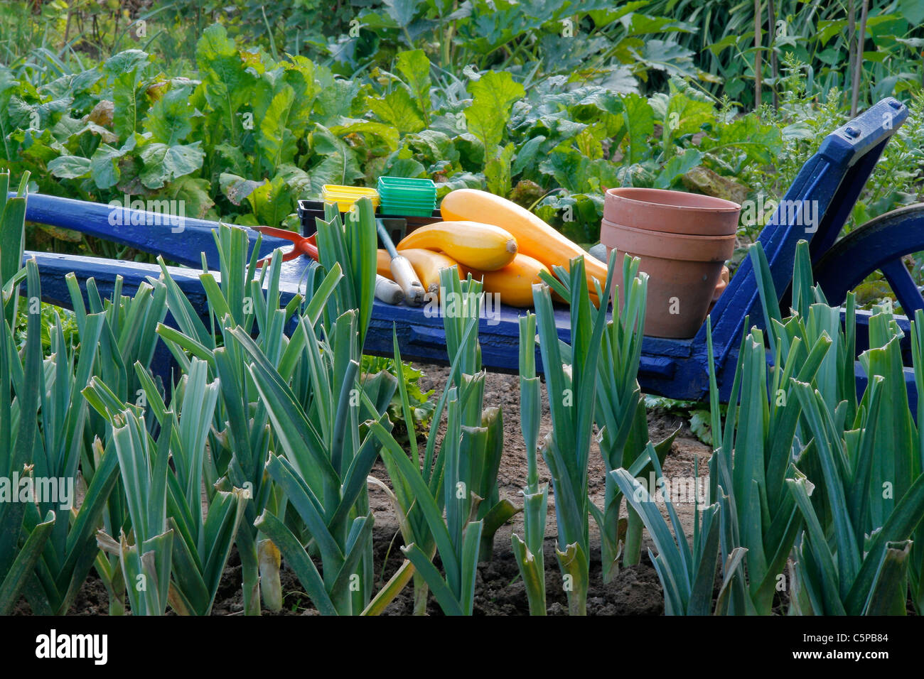 Vegetable garden: leeks in the foreground, wheelbarrow with yellow ...