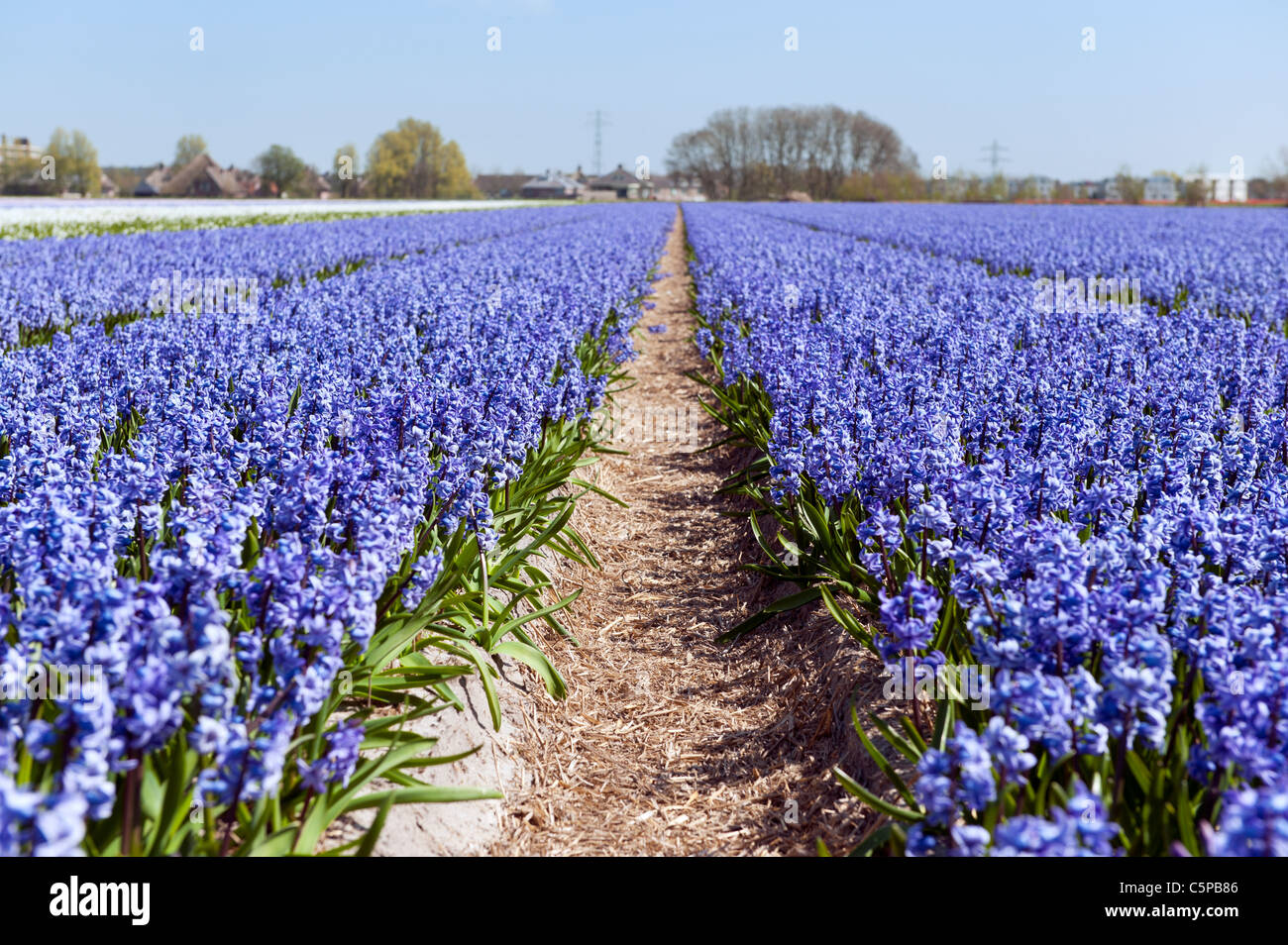 Dutch landscape with purple Hyacinths in flower fields Stock Photo - Alamy